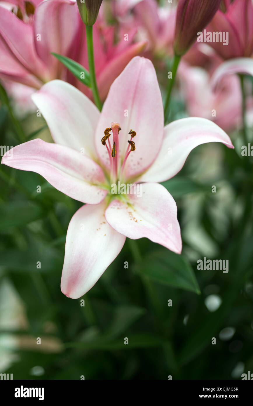 Lilium Couplet, hybrid lily flower Stock Photo - Alamy