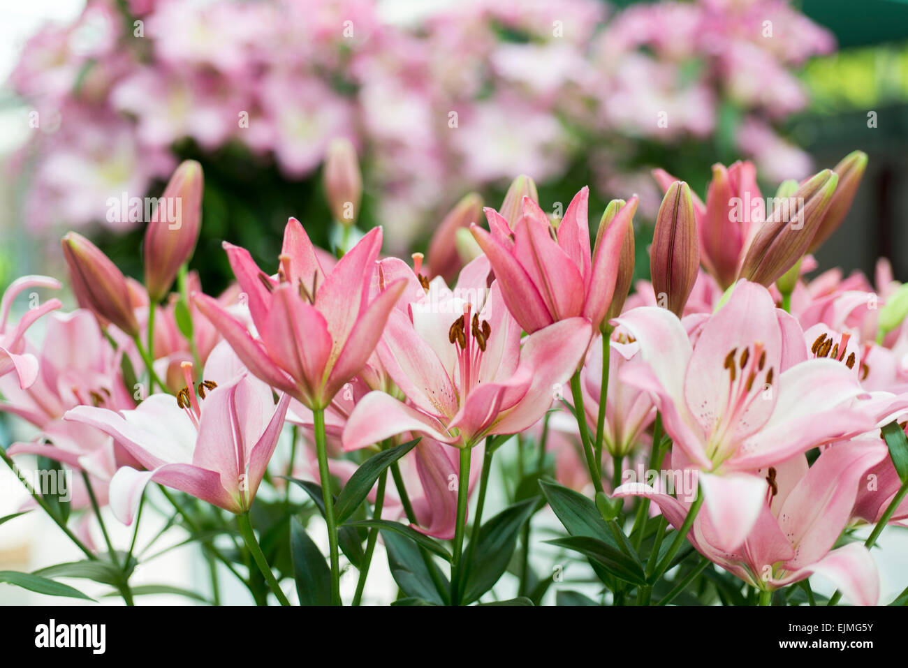 Lily couplet hi-res stock photography and images - Alamy