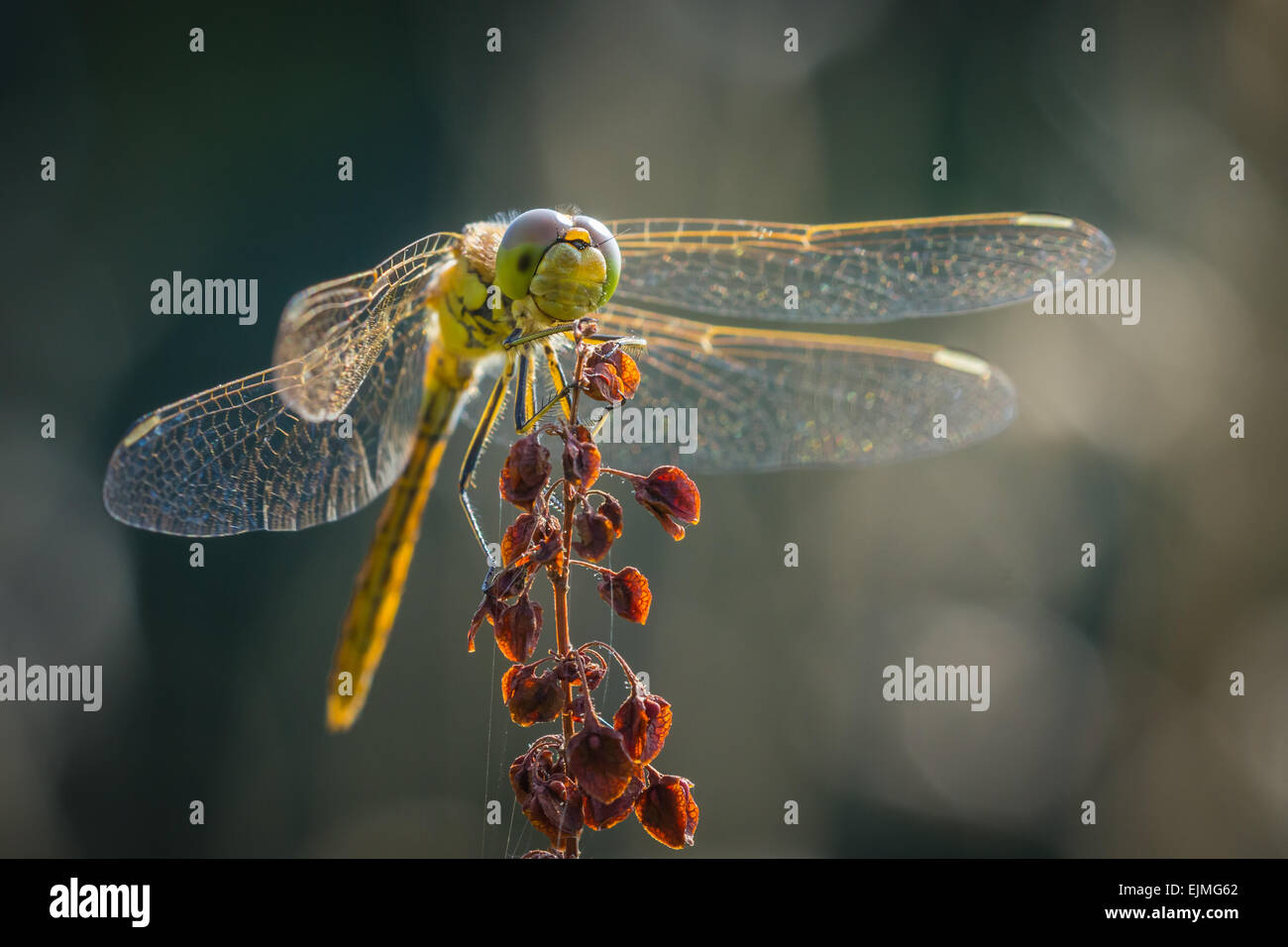 Front view of a Common Darter (Sympetrum striolatum) with his wings ...