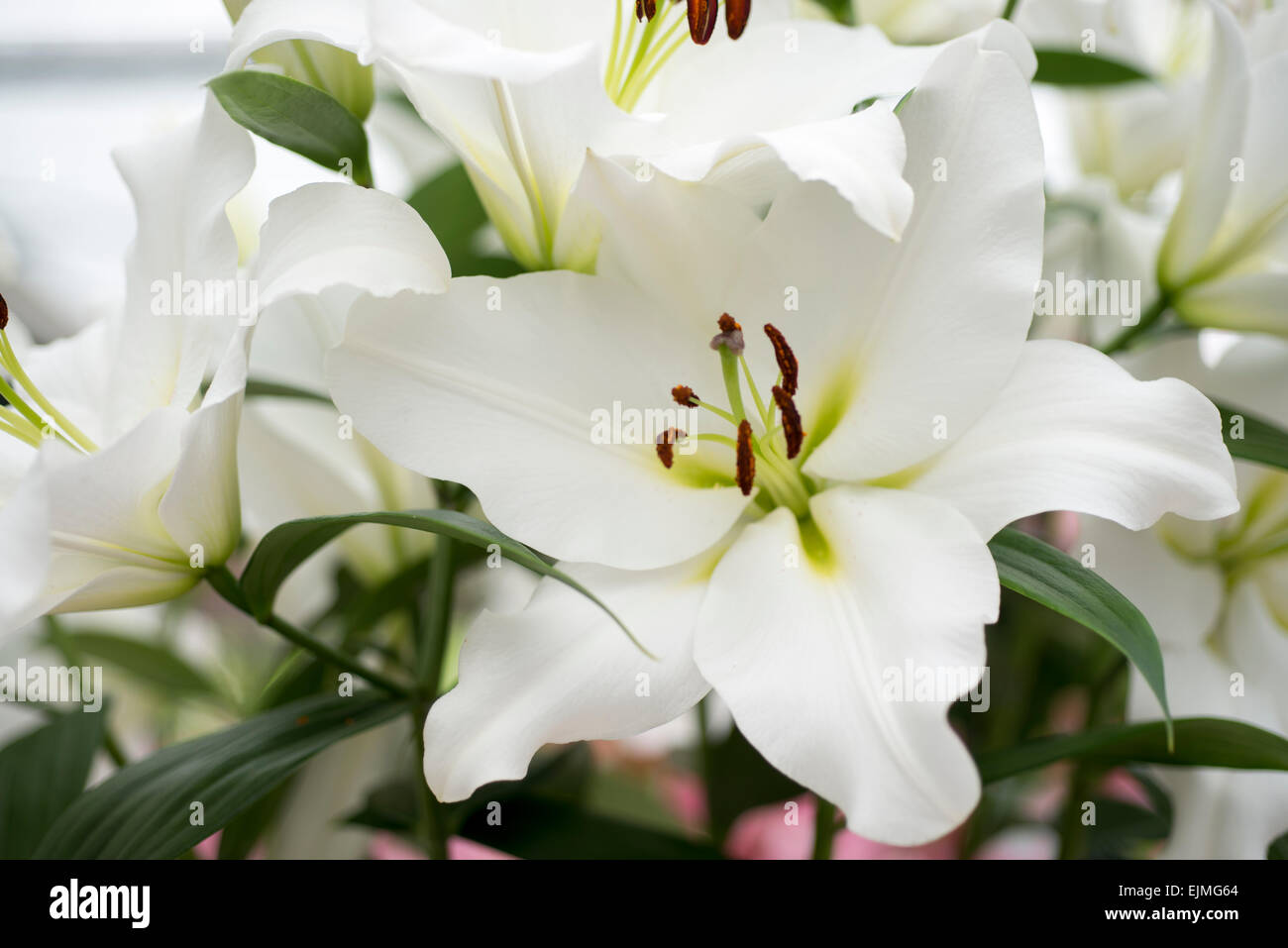 Lilium Vestaro, white lily flower Stock Photo - Alamy