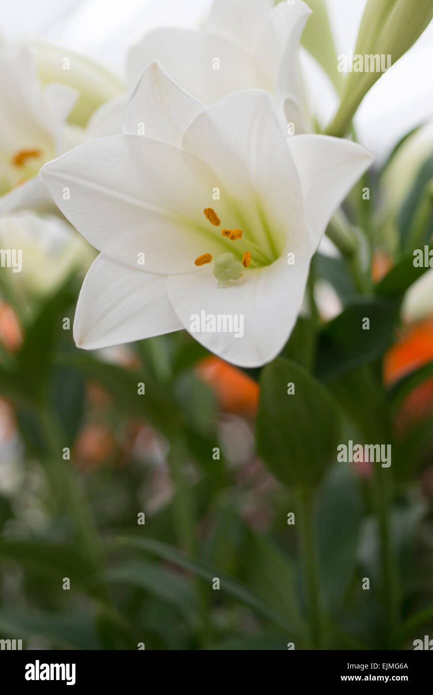 Lilium Watch Up, white lily flower Stock Photo - Alamy