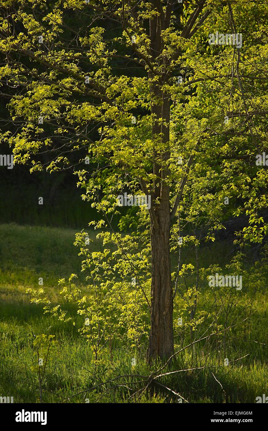 Tree green recreation hi-res stock photography and images - Alamy