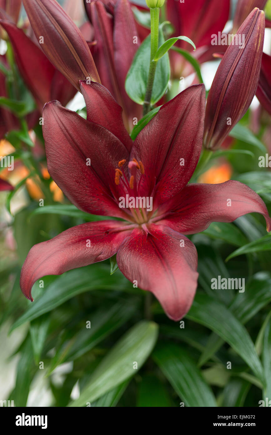 Lilium Forza Red, Asiatic hybrid lily flower Stock Photo - Alamy
