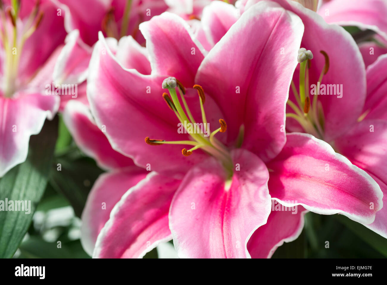 Oriental lily marlon hi-res stock photography and images - Alamy