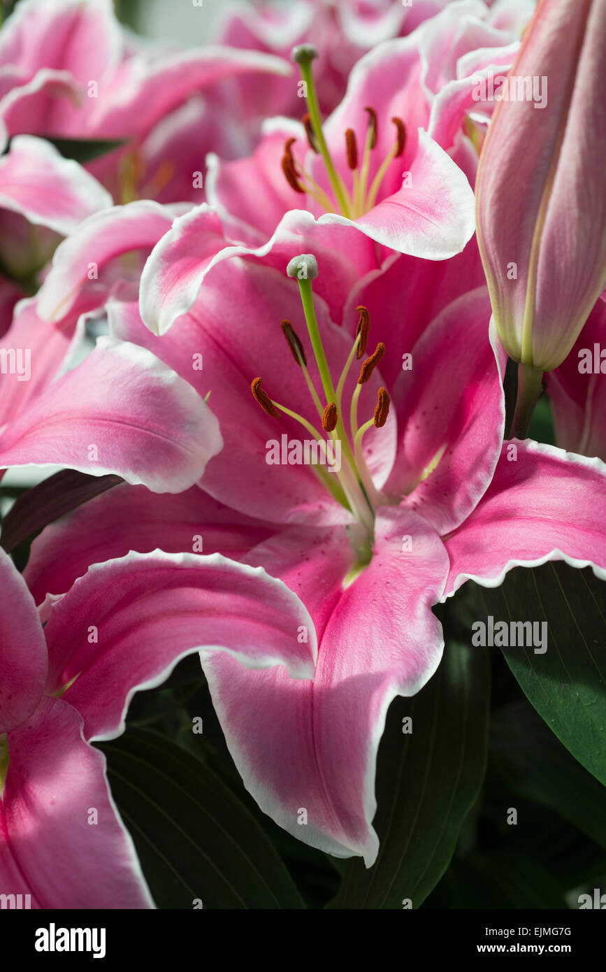 Lily marlon hi-res stock photography and images - Alamy