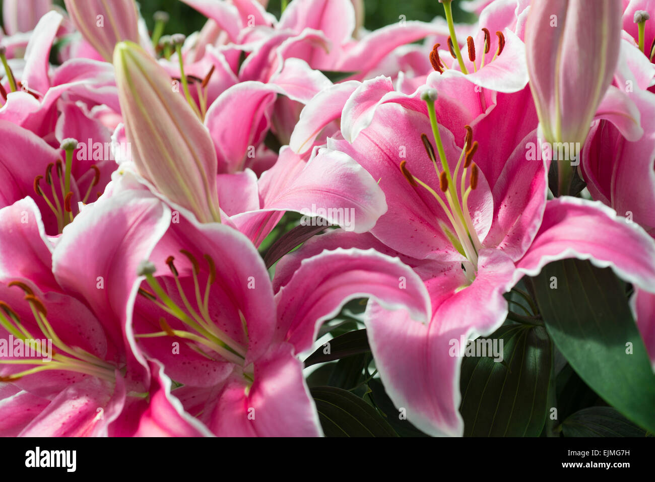 Lilium Marlon, pink Oriental lily flower Stock Photo - Alamy