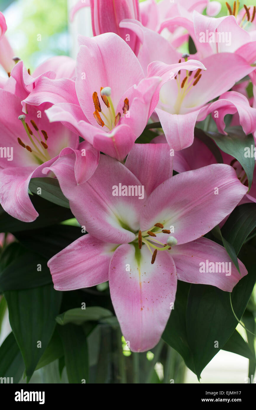Lilium Tabledance, Oriental Trumpet hybrid lily Stock Photo - Alamy
