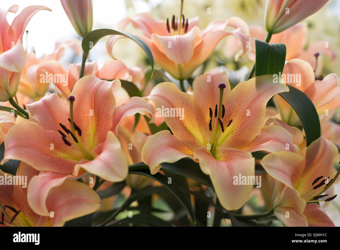Lilium Zelmira Stock Photo: 80357688 - Alamy