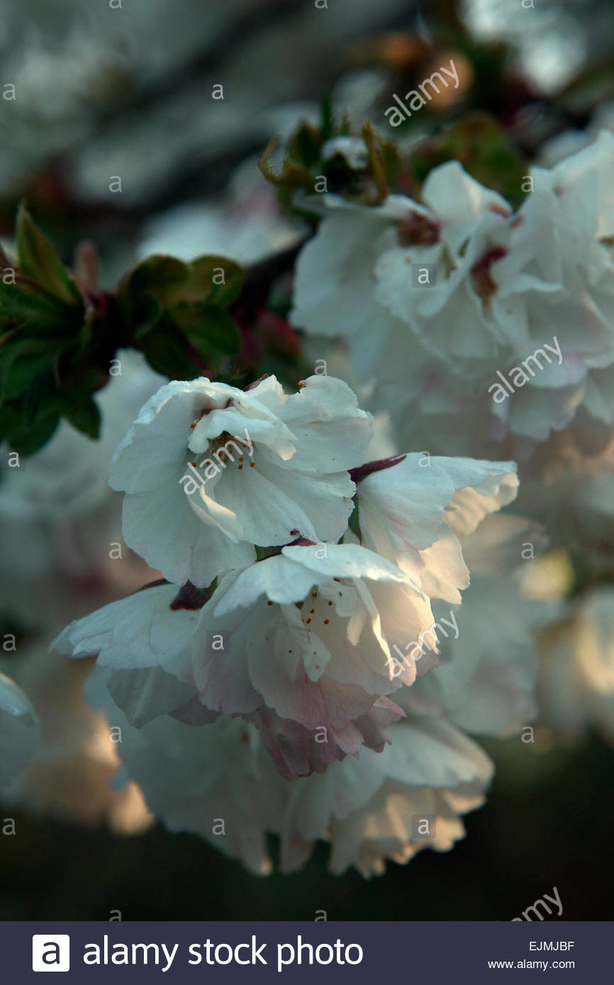 Prunus Shirotae Cherry Shirotae Tree Stock Photos & Prunus Shirotae ...
