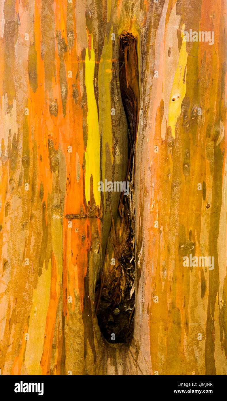 Close up of the colorful bark and tree trunk of the Rainbow Eucalyptus ...
