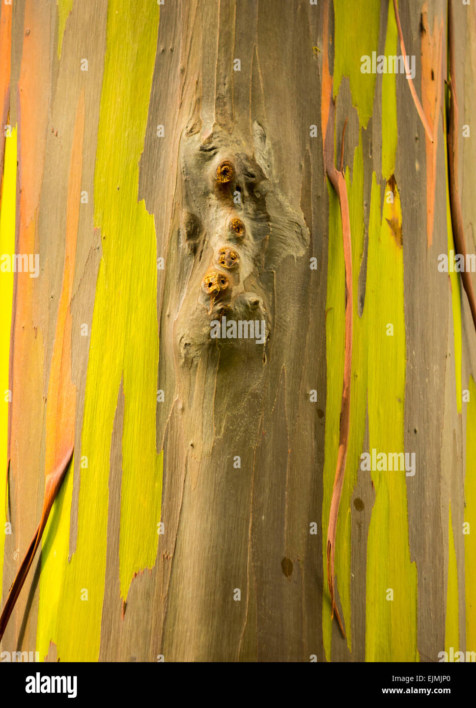 Close up of the colorful bark and tree trunk of the Rainbow Eucalyptus ...