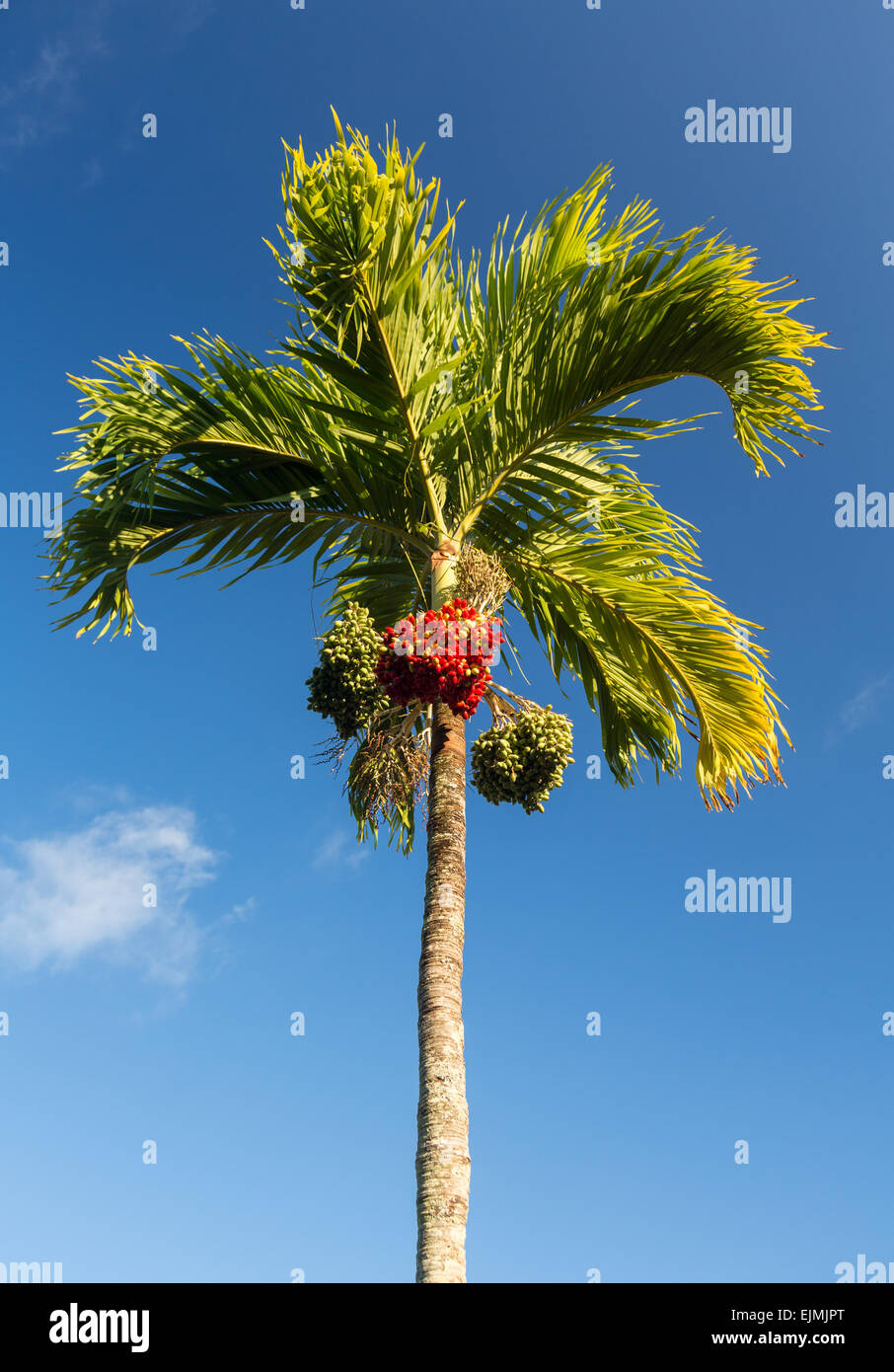 Betel Nut or Areca Catechu tropical tree growing in Kauai Stock Photo ...