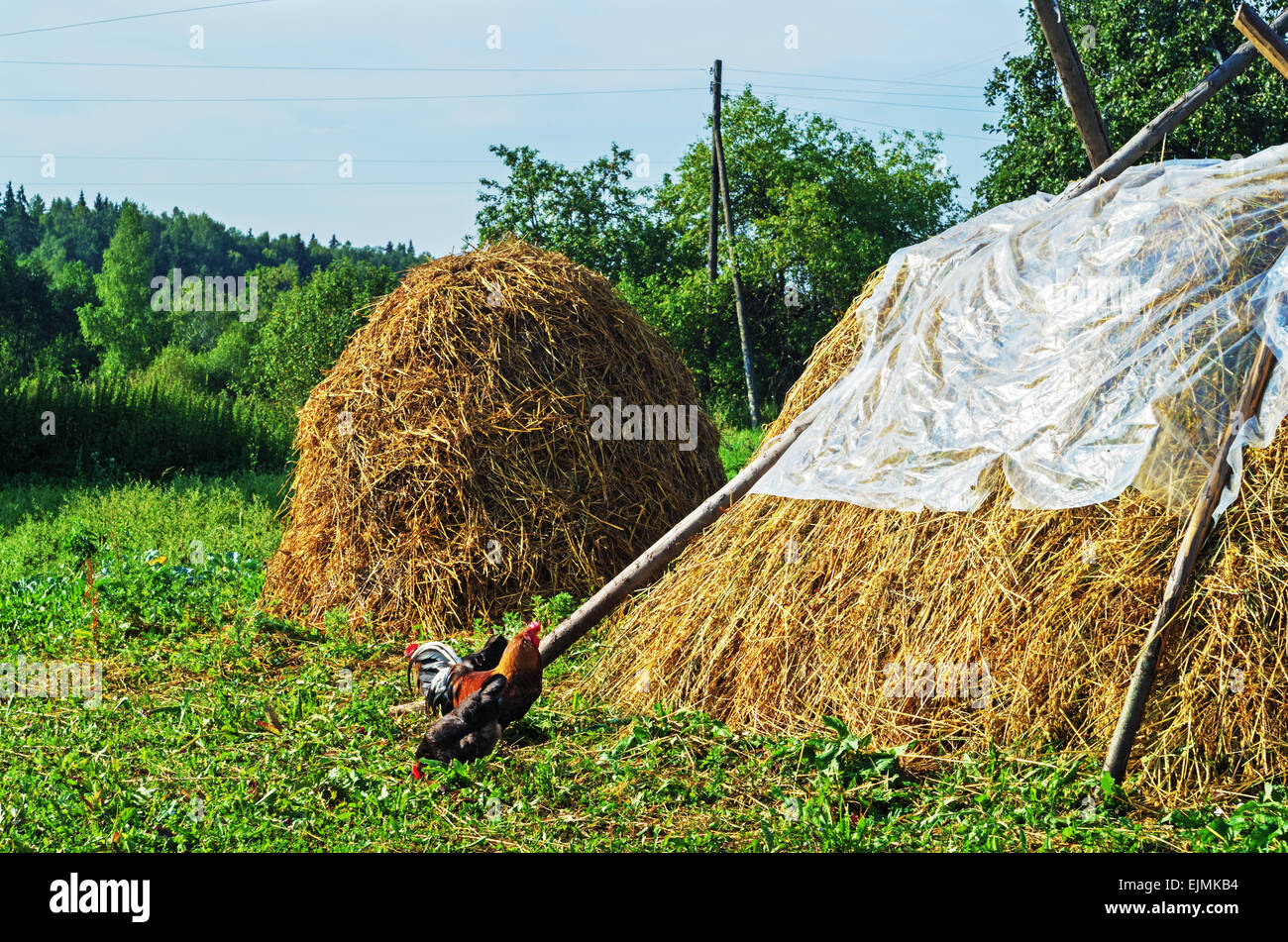 Haystacks in village Stock Photo - Alamy