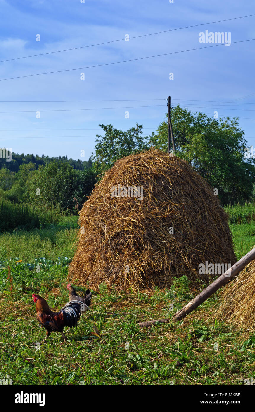 Haystacks in village Stock Photo - Alamy