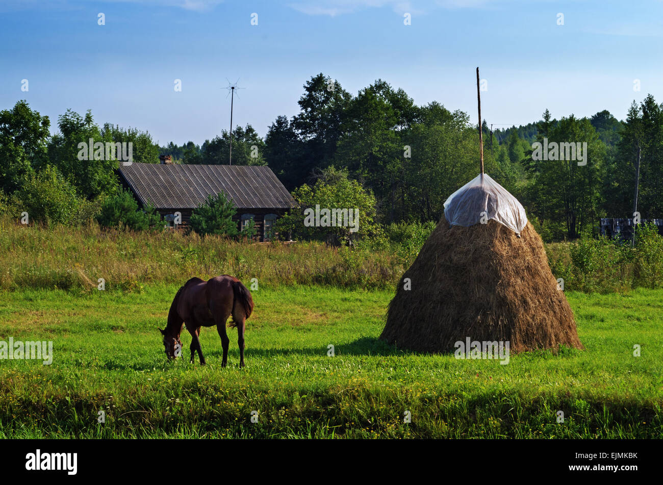 Rural landscape. Brown horse and haystack on pasture Stock Photo - Alamy