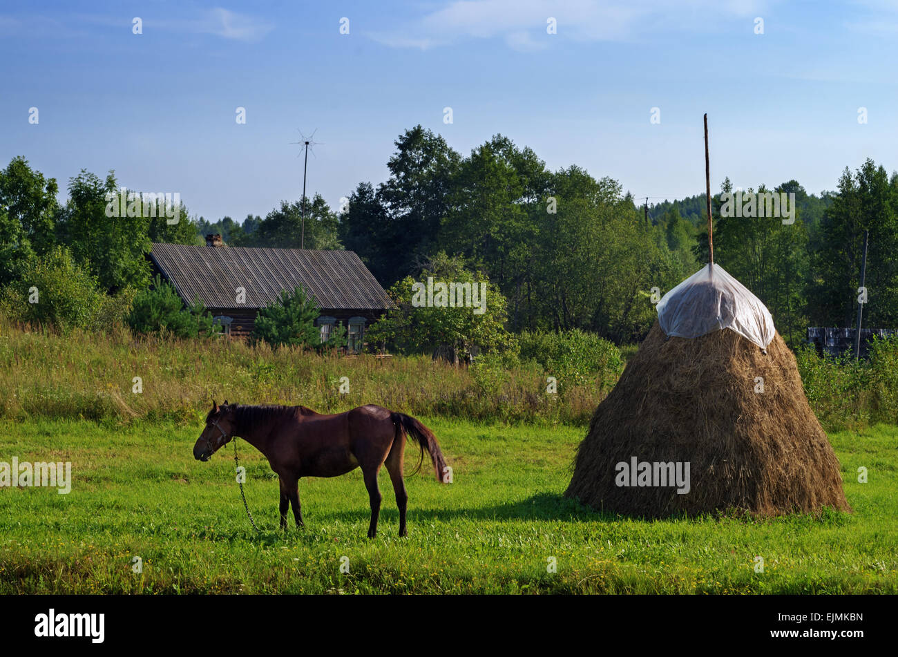 Rural landscape. Brown horse and haystack on pasture Stock Photo - Alamy