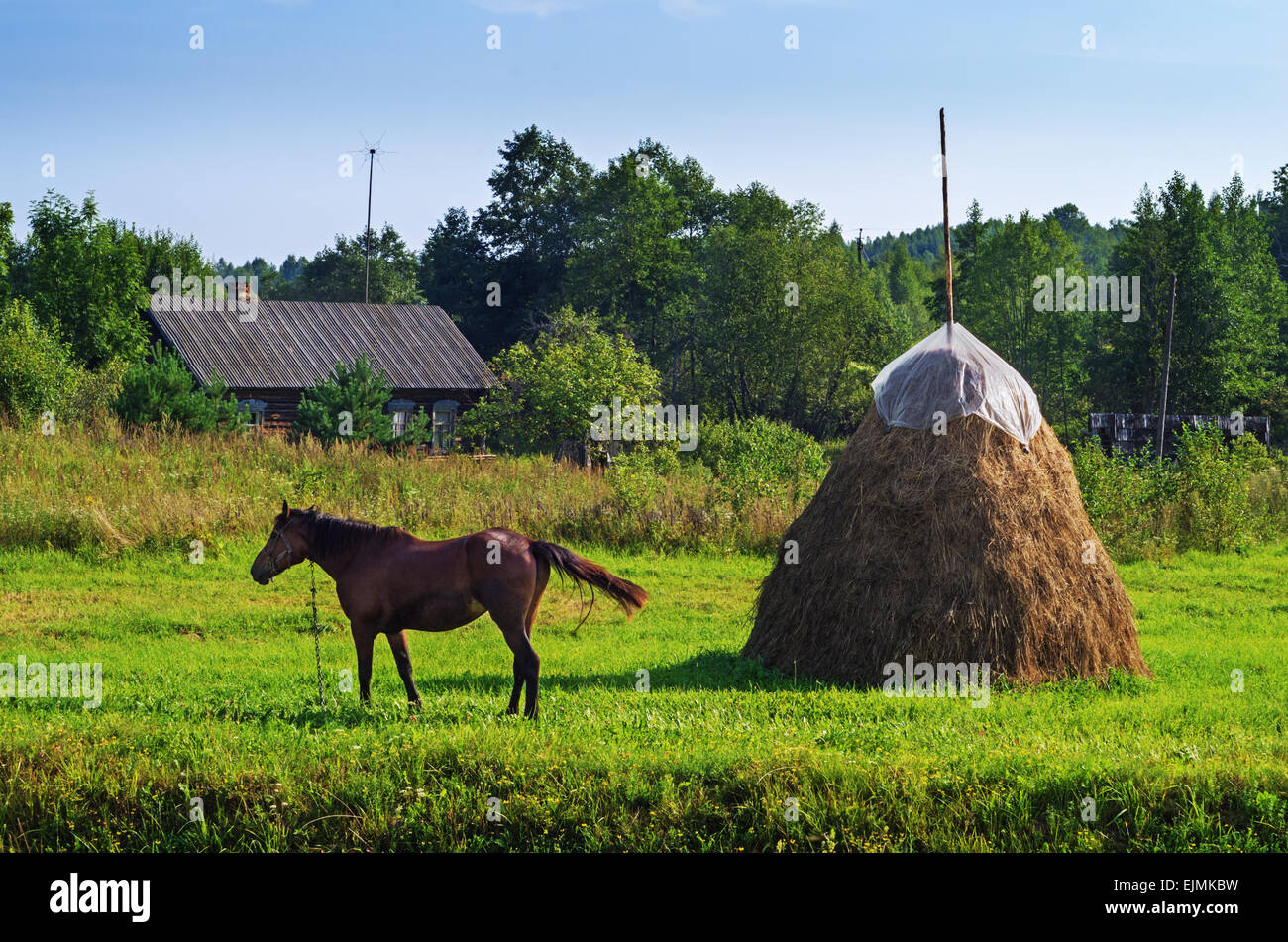 Rural landscape. Brown horse and haystack on pasture Stock Photo - Alamy