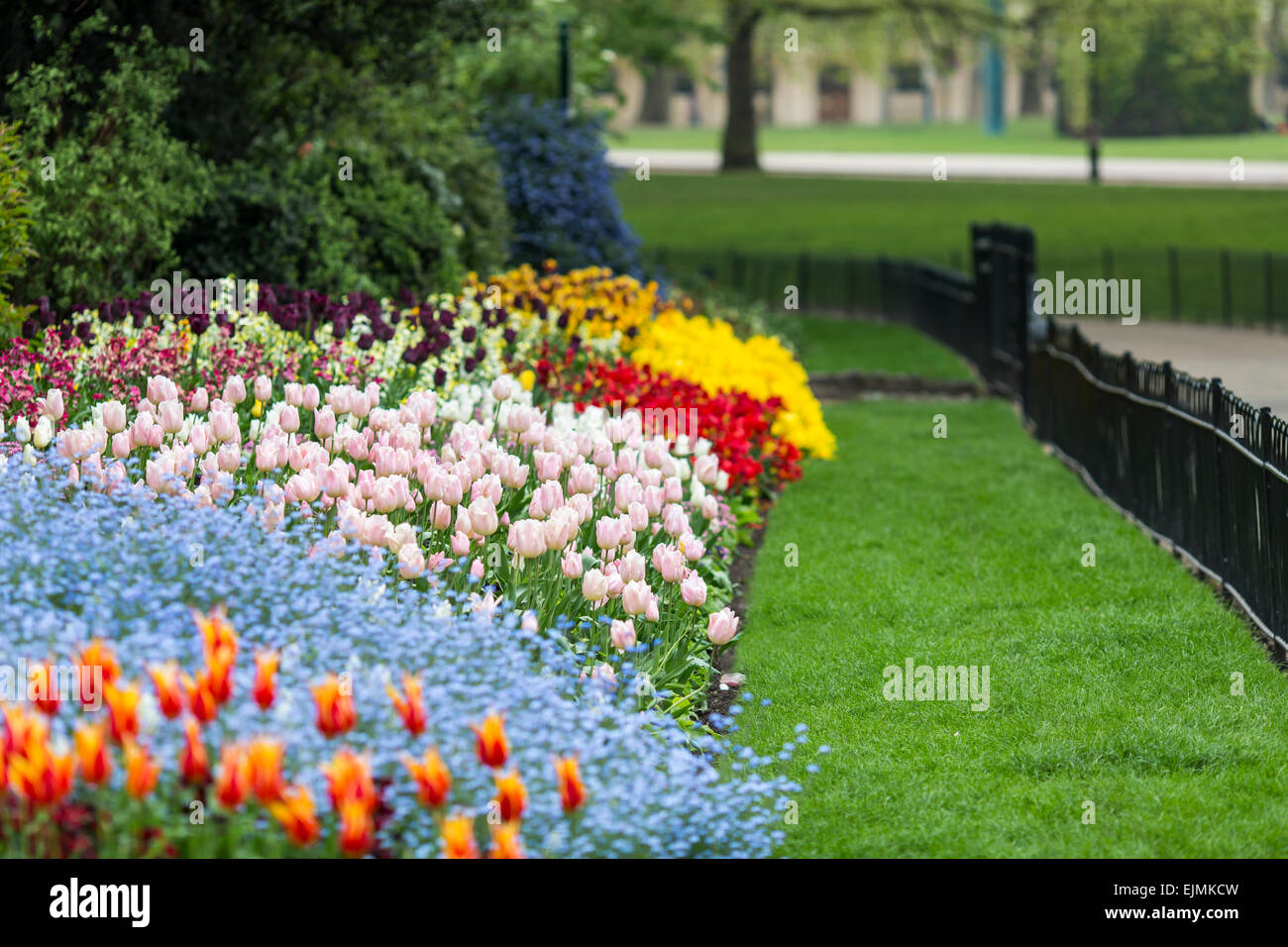 Tulip beds in St. James's Park, London Stock Photo - Alamy