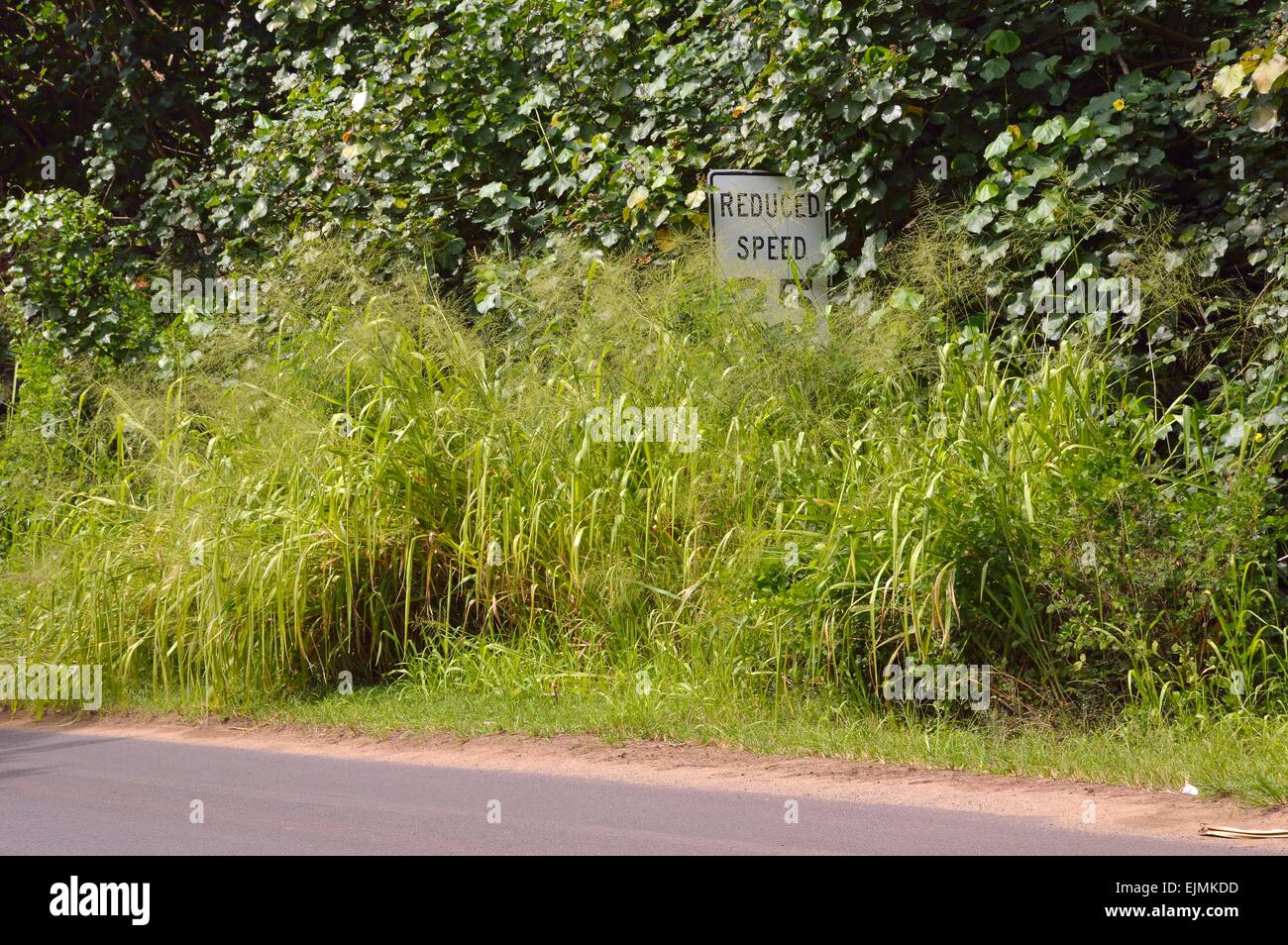 Hidden speed zone sign in the tall grass along the road in Kauai ...