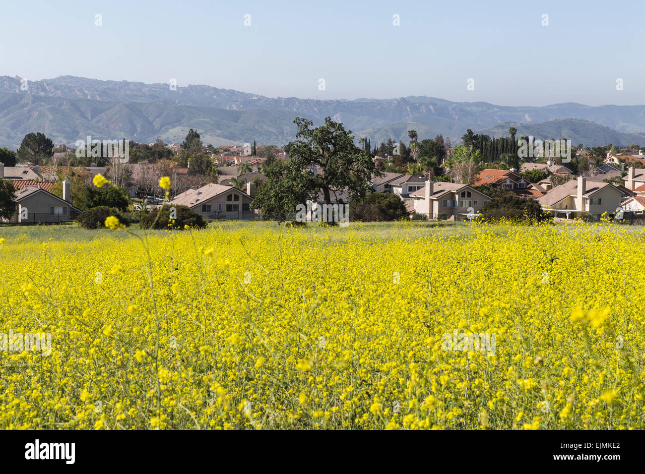 California oak tree in mustard hi-res stock photography and images - Alamy