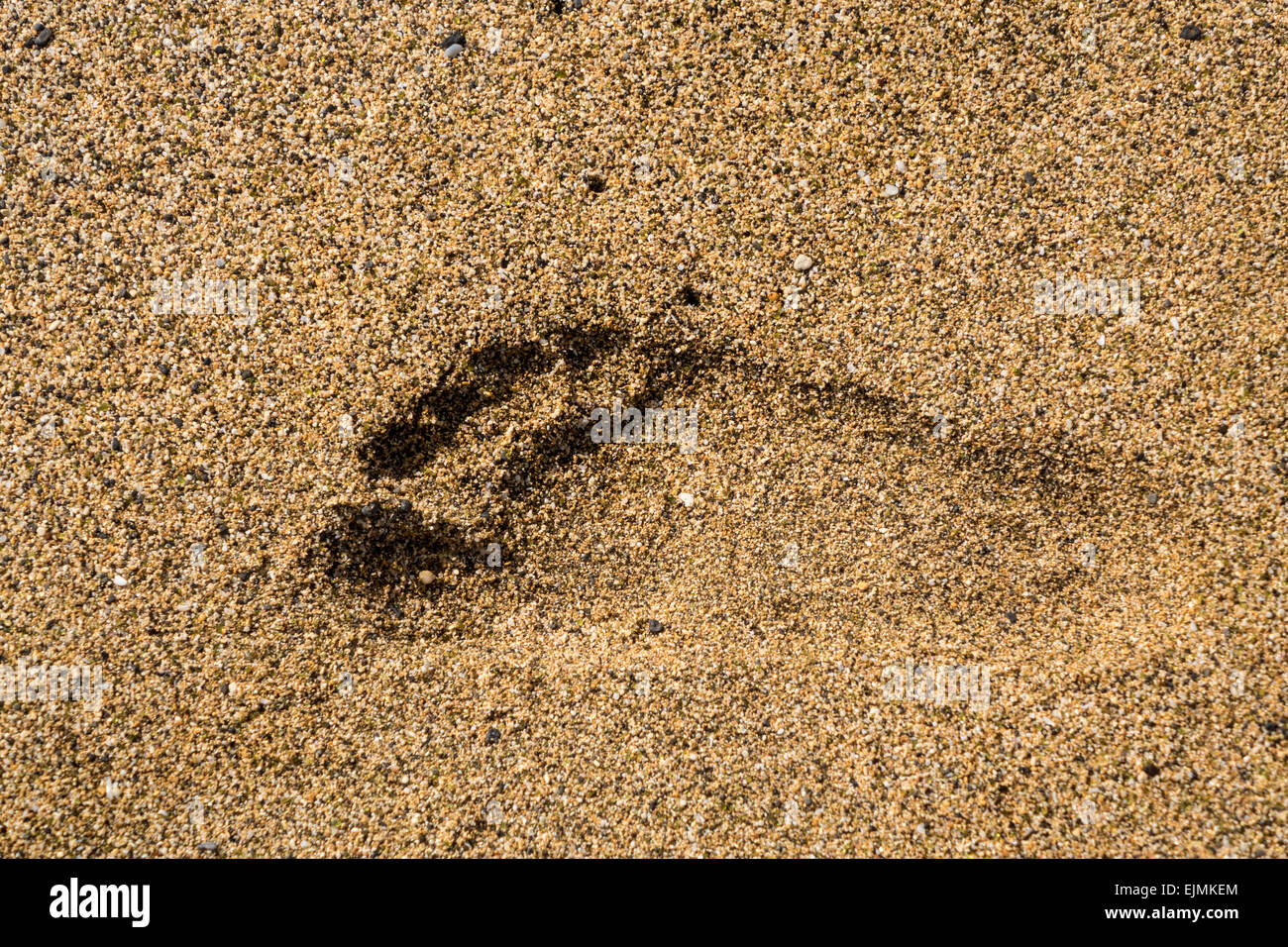 Close up of a single foot or footprint of a right foot set deeply into ...