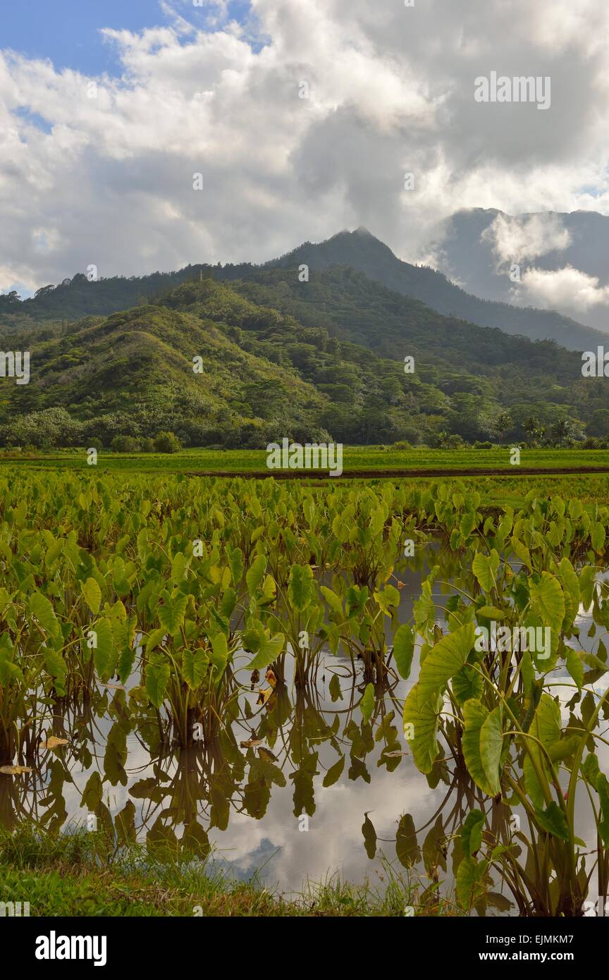 Taro fields in the lower Hanalei valley and the Hanalei National ...