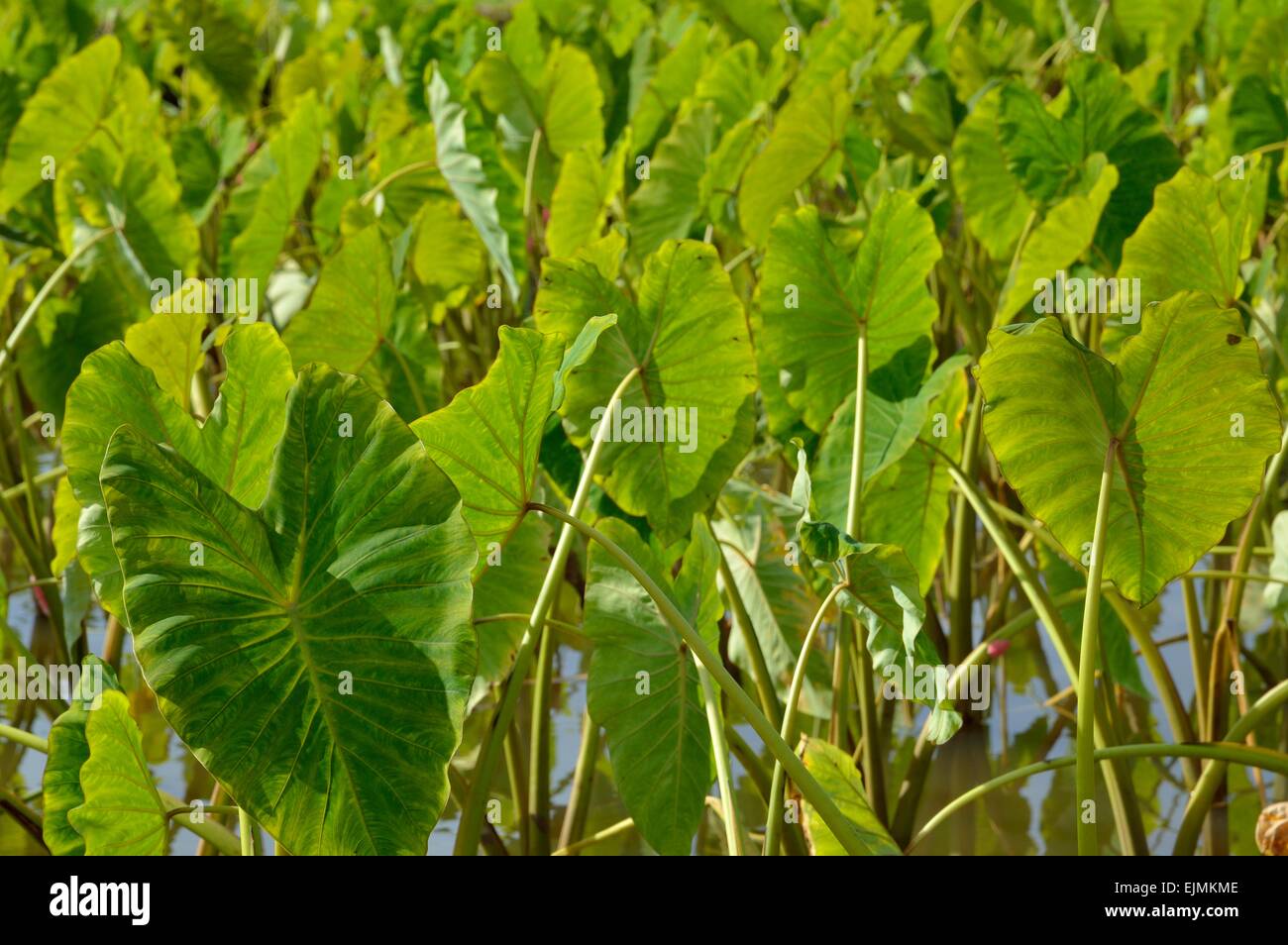 Taro fields in the lower Hanalei valley and the Hanalei National ...