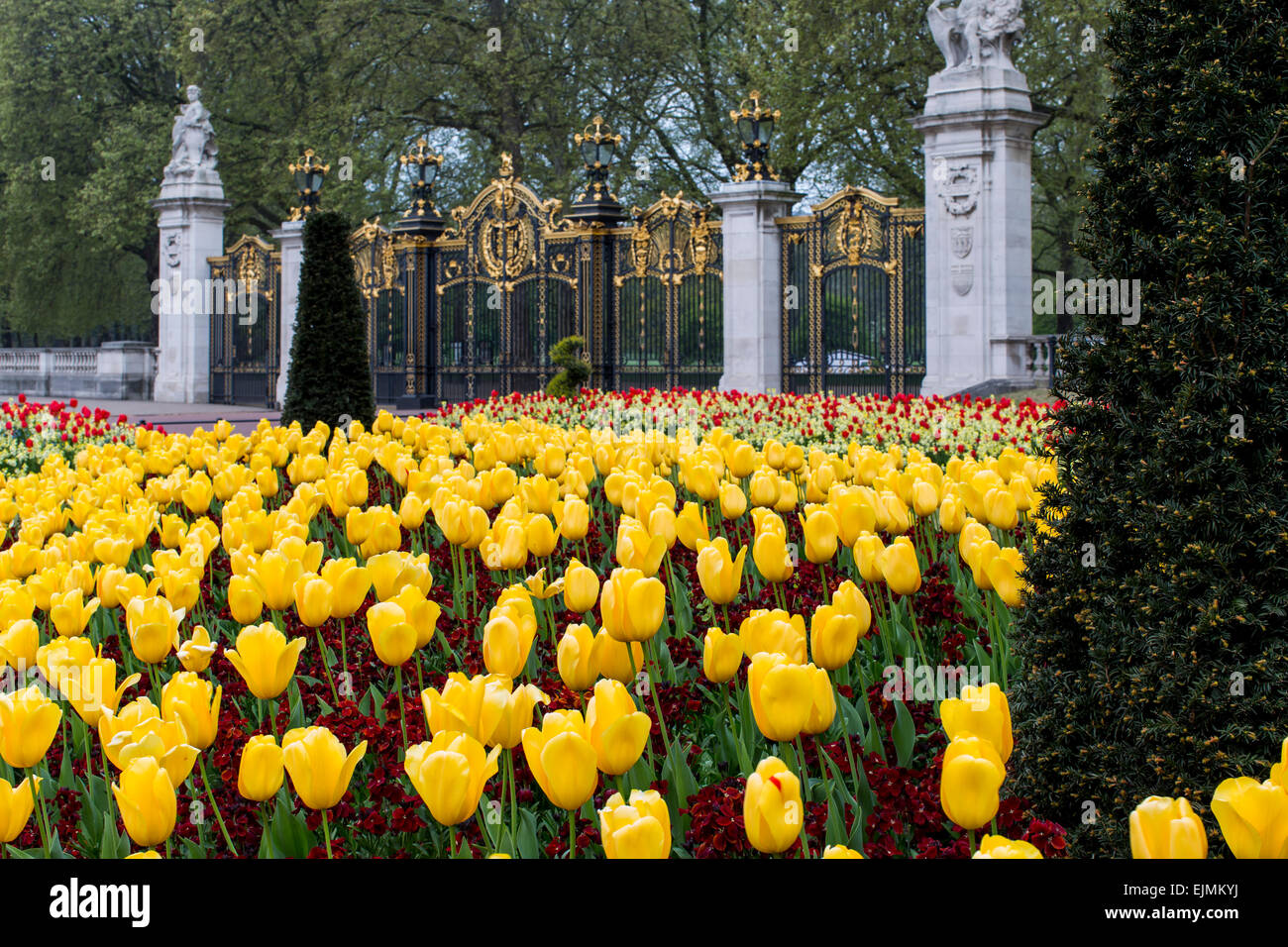 Beds of tulips outside Buckingham Palace, London Stock Photo - Alamy