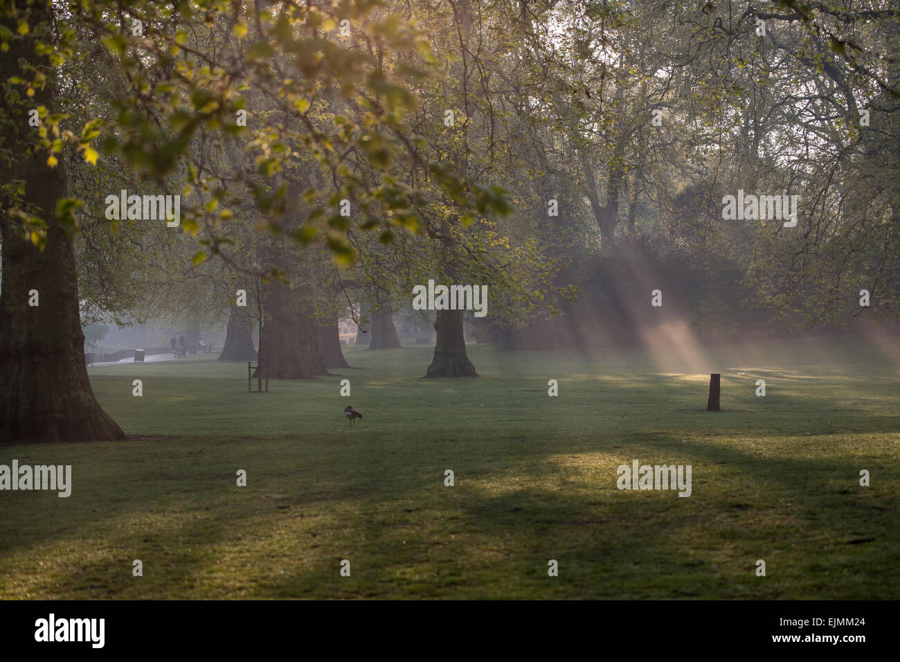 Benches, St. James's Park, London Stock Photo - Alamy