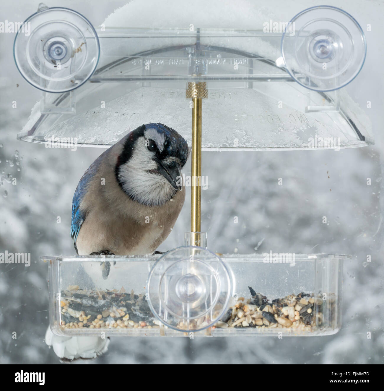 Large blue jay bird in window attached birdfeeder on a wet cold day in ...