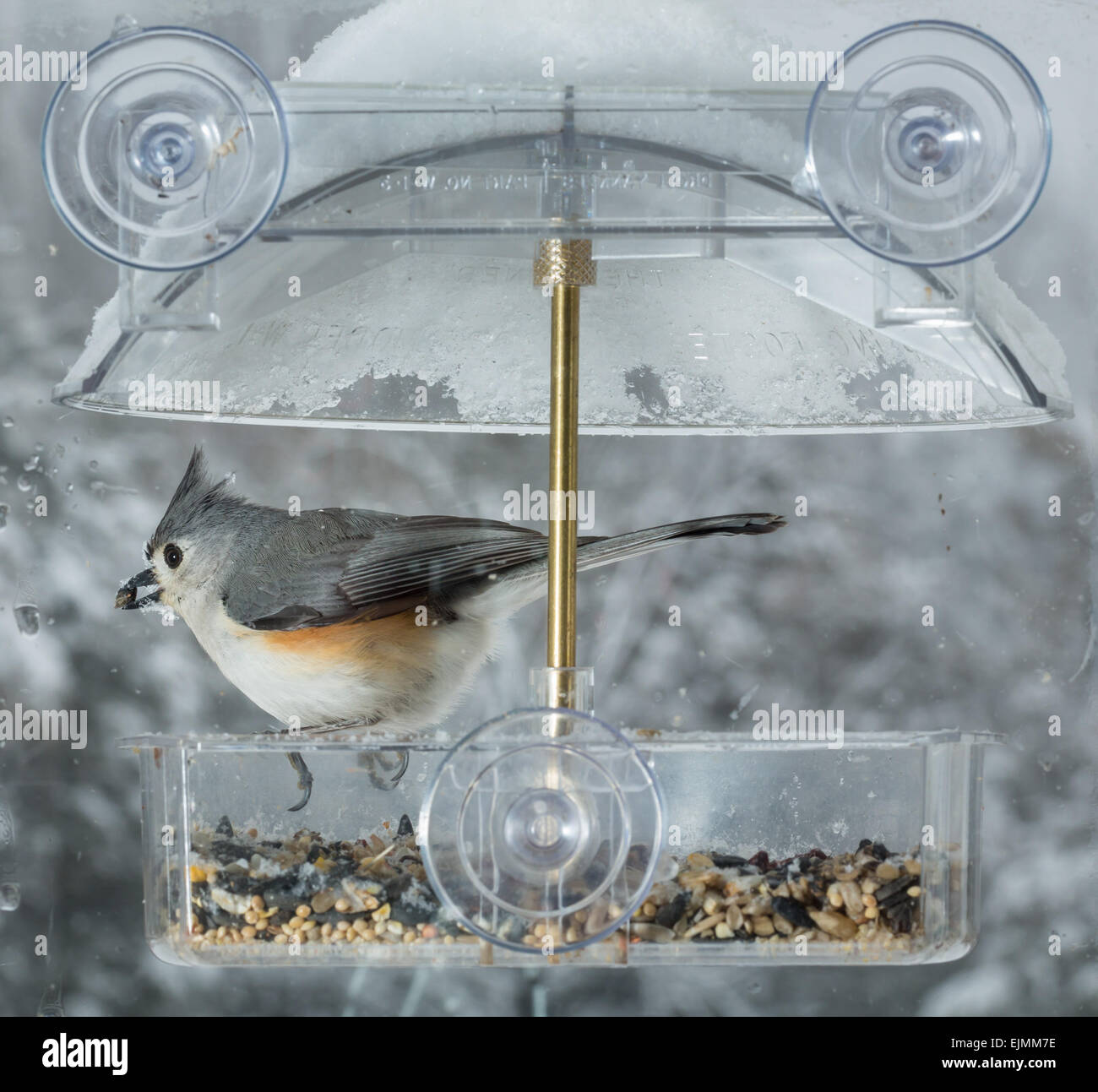 Tufted Titmouse bird in window attached birdfeeder on a wet cold day in ...
