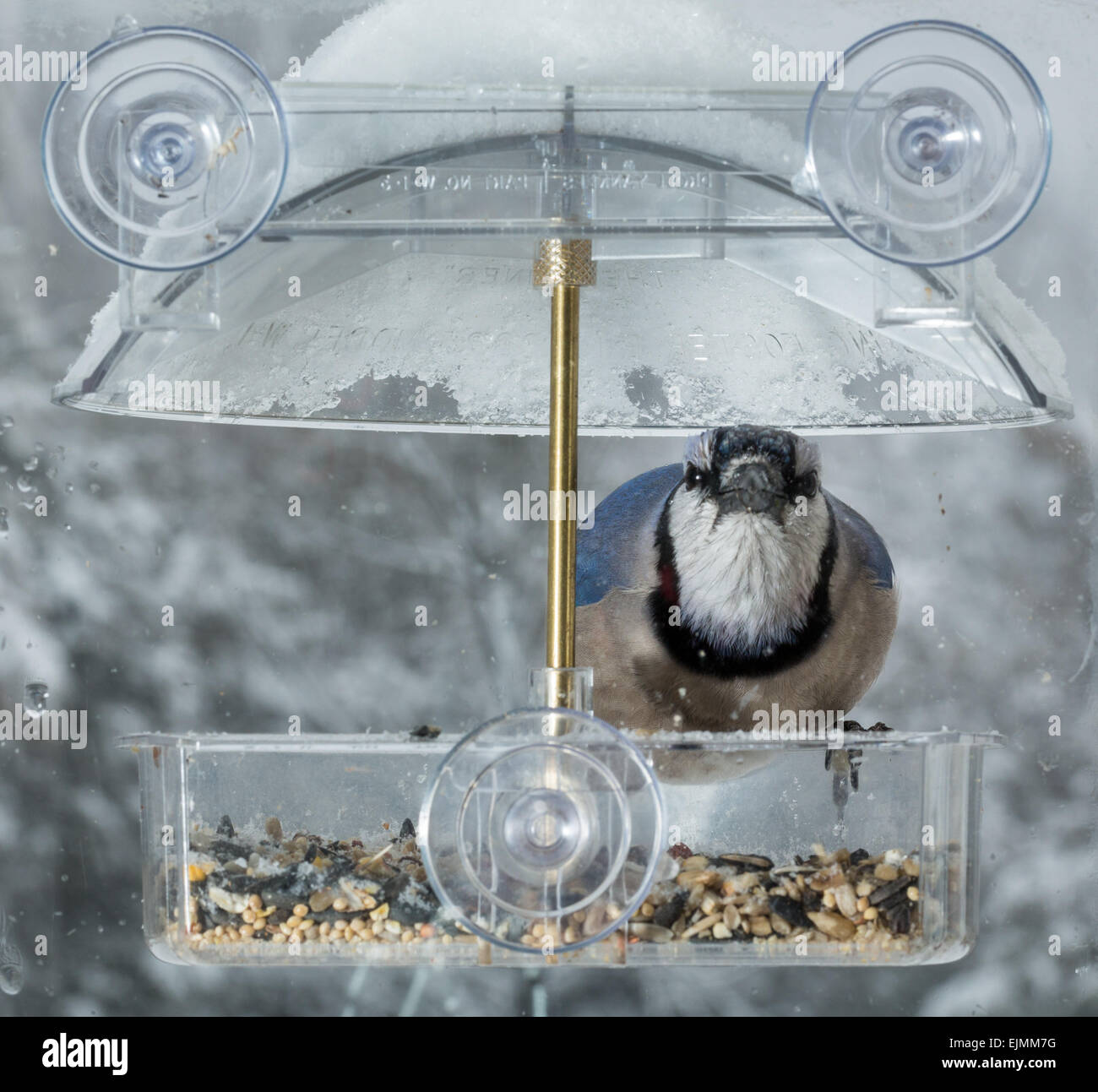 Blue jay in the cold hi-res stock photography and images - Alamy