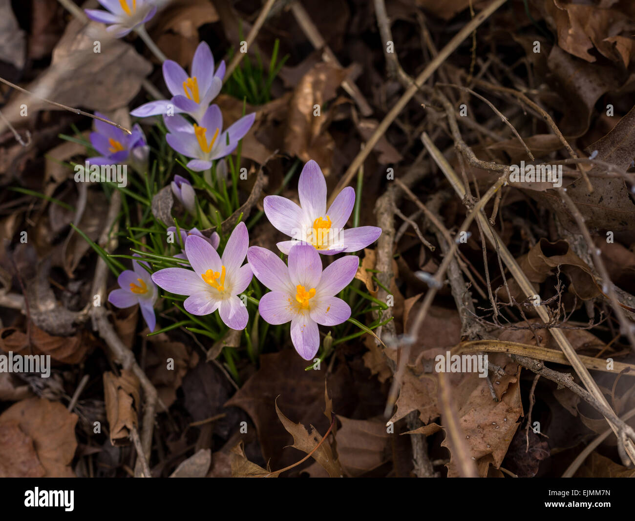 Crocus flowers start to bloom as spring begins and they show signs of ...