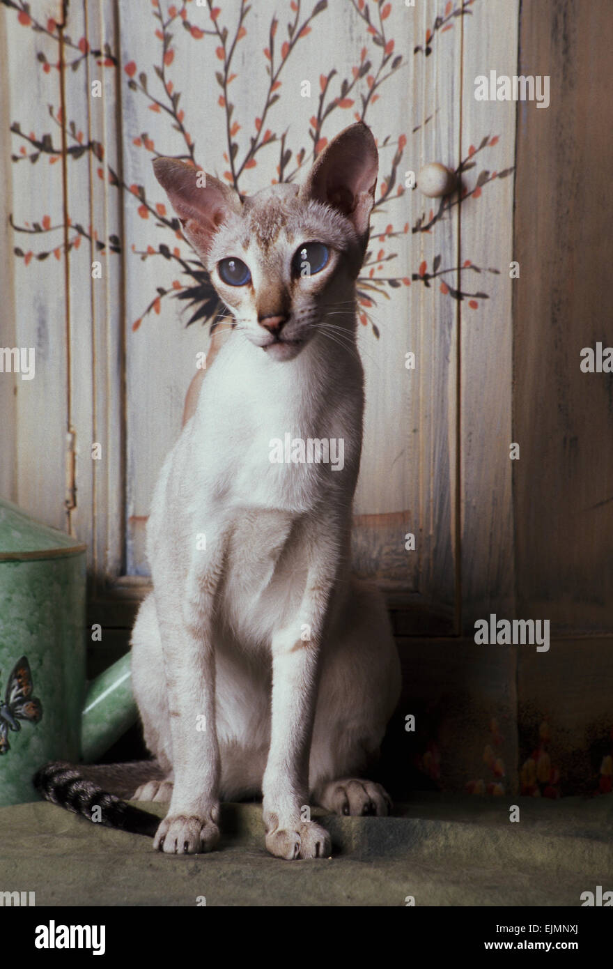 Et look alike cat (oriental cat0 Stock Photo - Alamy