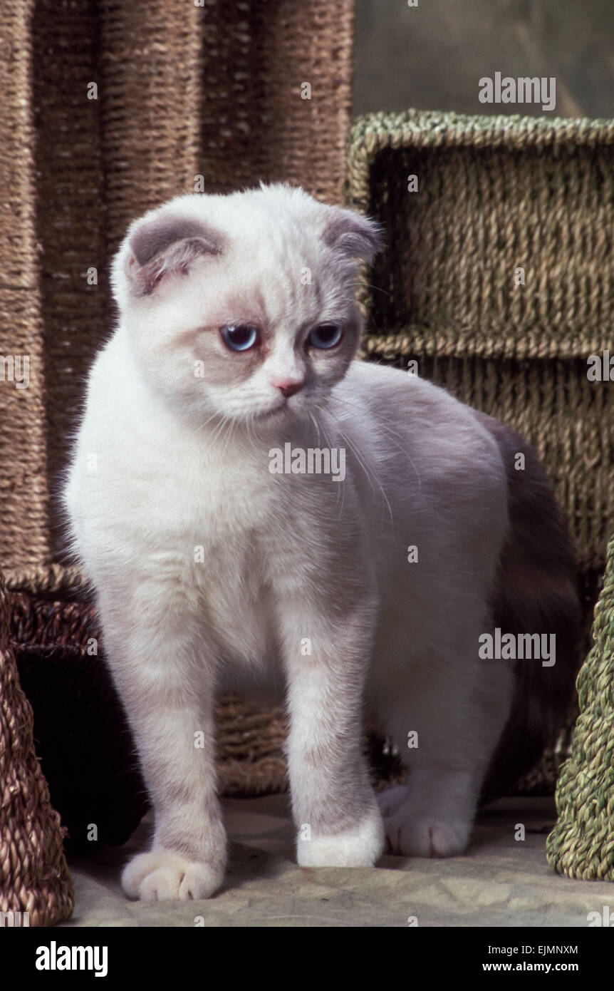 young scottish fold cat Stock Photo - Alamy