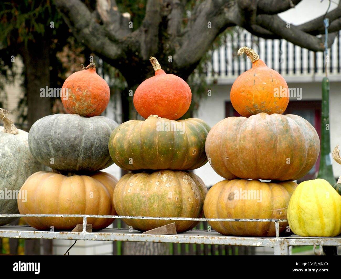 Beautiful colorful splendor of autumn pumpkins shown Stock Photo - Alamy