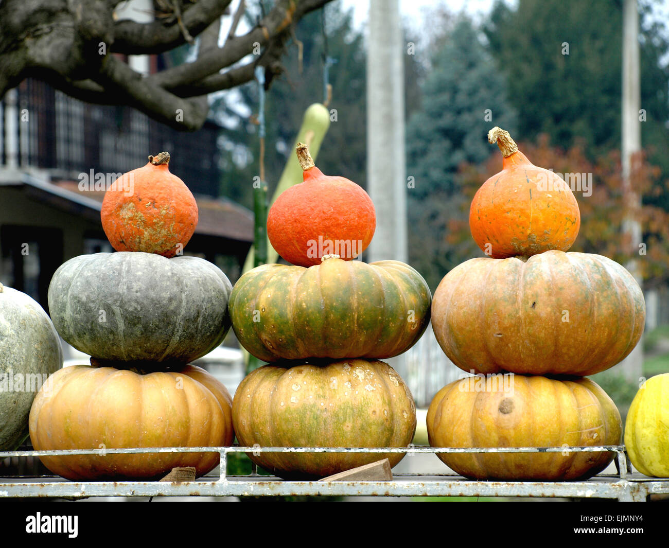 Beautiful colorful splendor of autumn pumpkins shown Stock Photo - Alamy