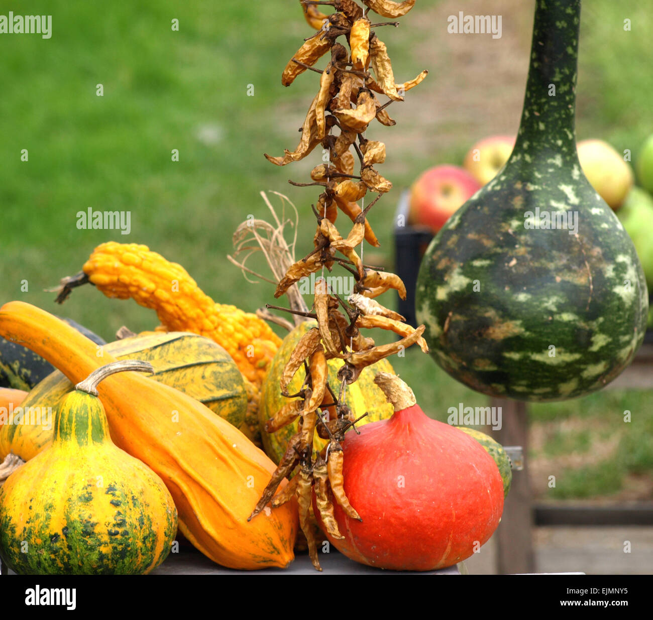 Beautiful colorful splendor of autumn pumpkins shown Stock Photo - Alamy