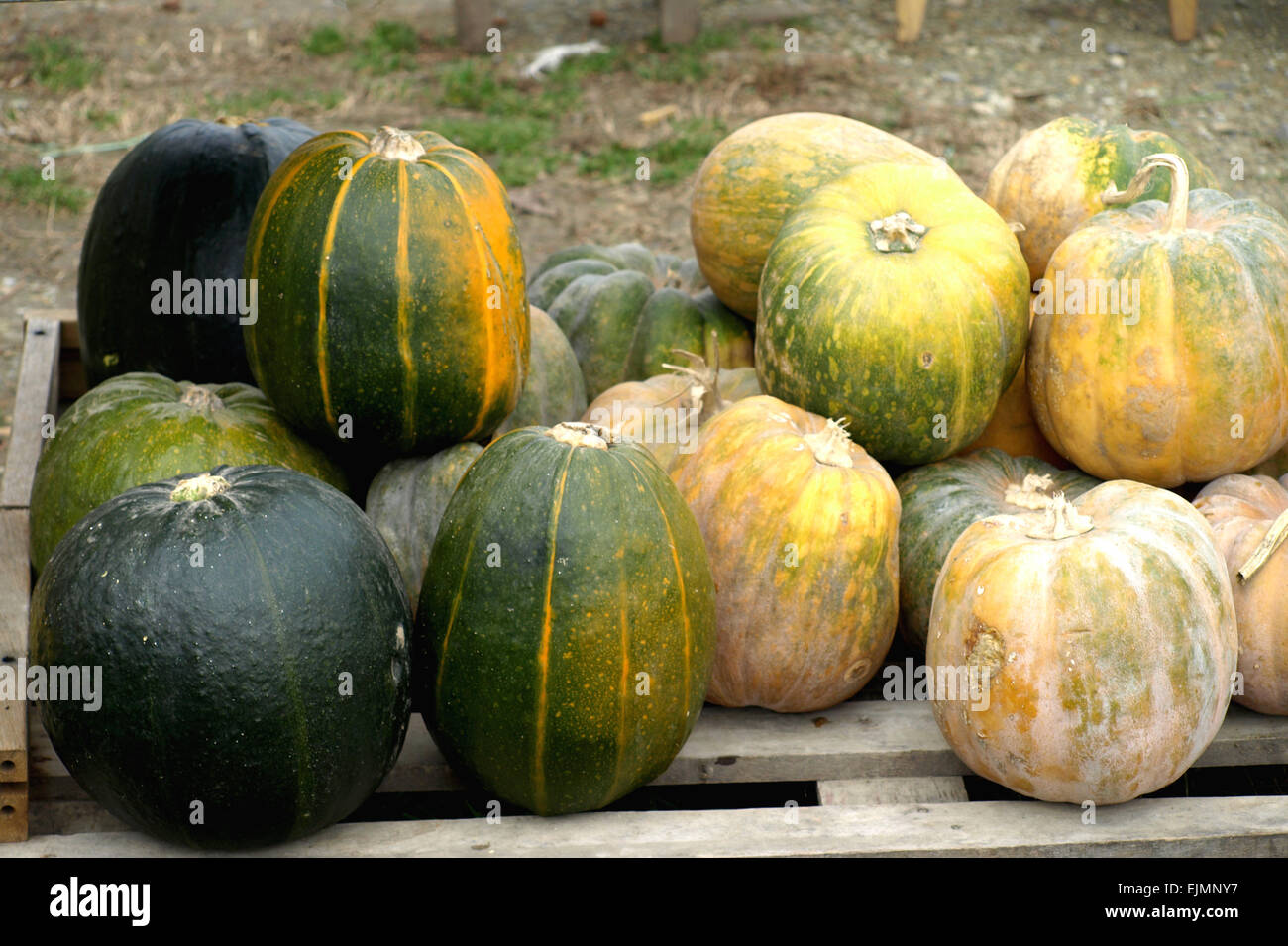 Beautiful colorful splendor of autumn pumpkins shown Stock Photo - Alamy