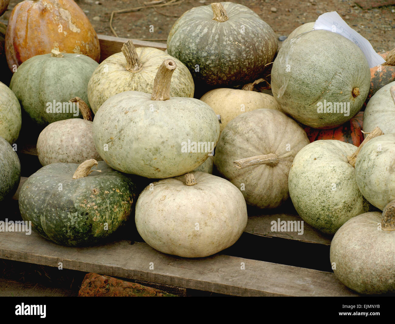 Beautiful colorful splendor of autumn pumpkins shown Stock Photo - Alamy