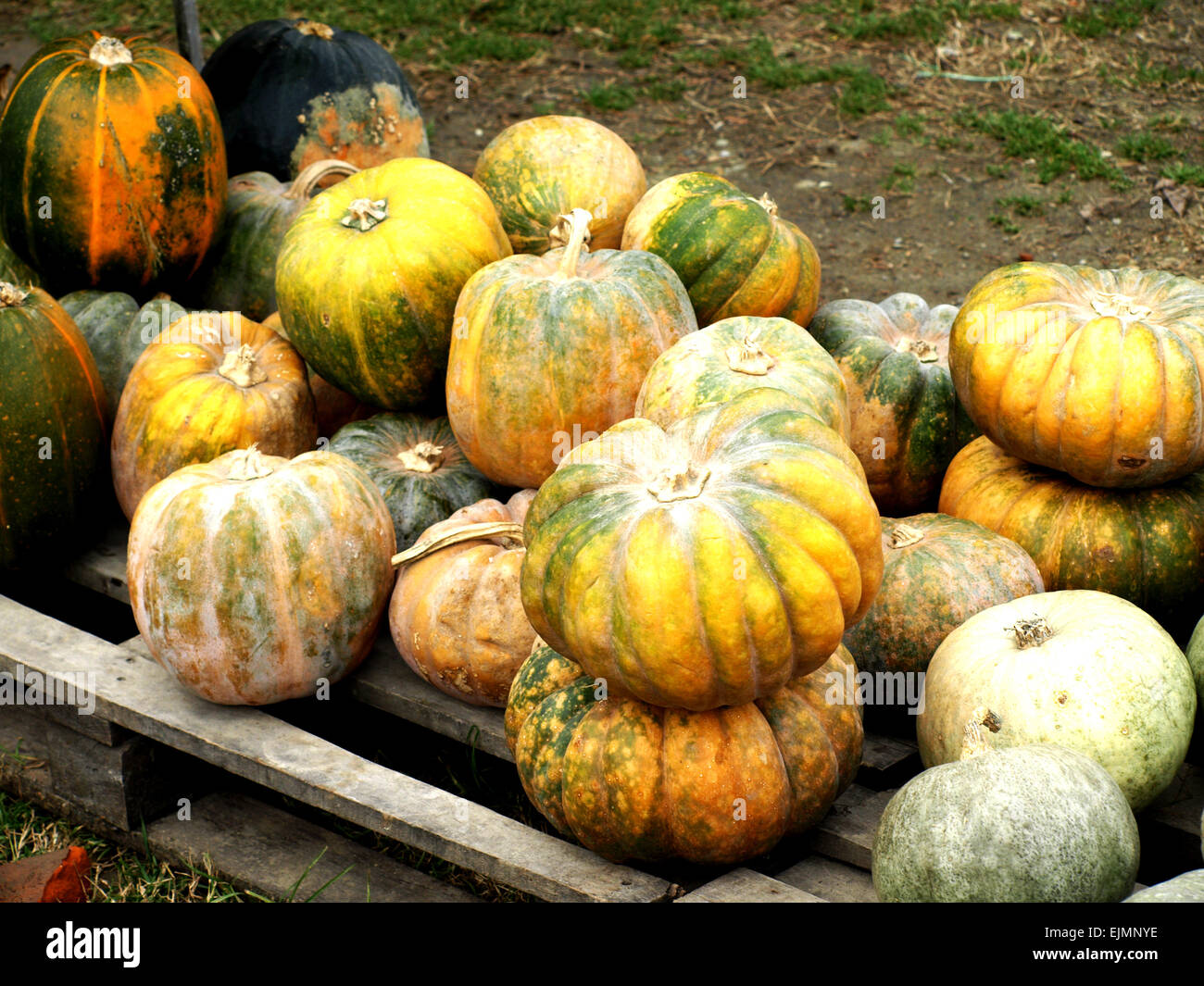 Beautiful colorful splendor of autumn pumpkins shown Stock Photo - Alamy