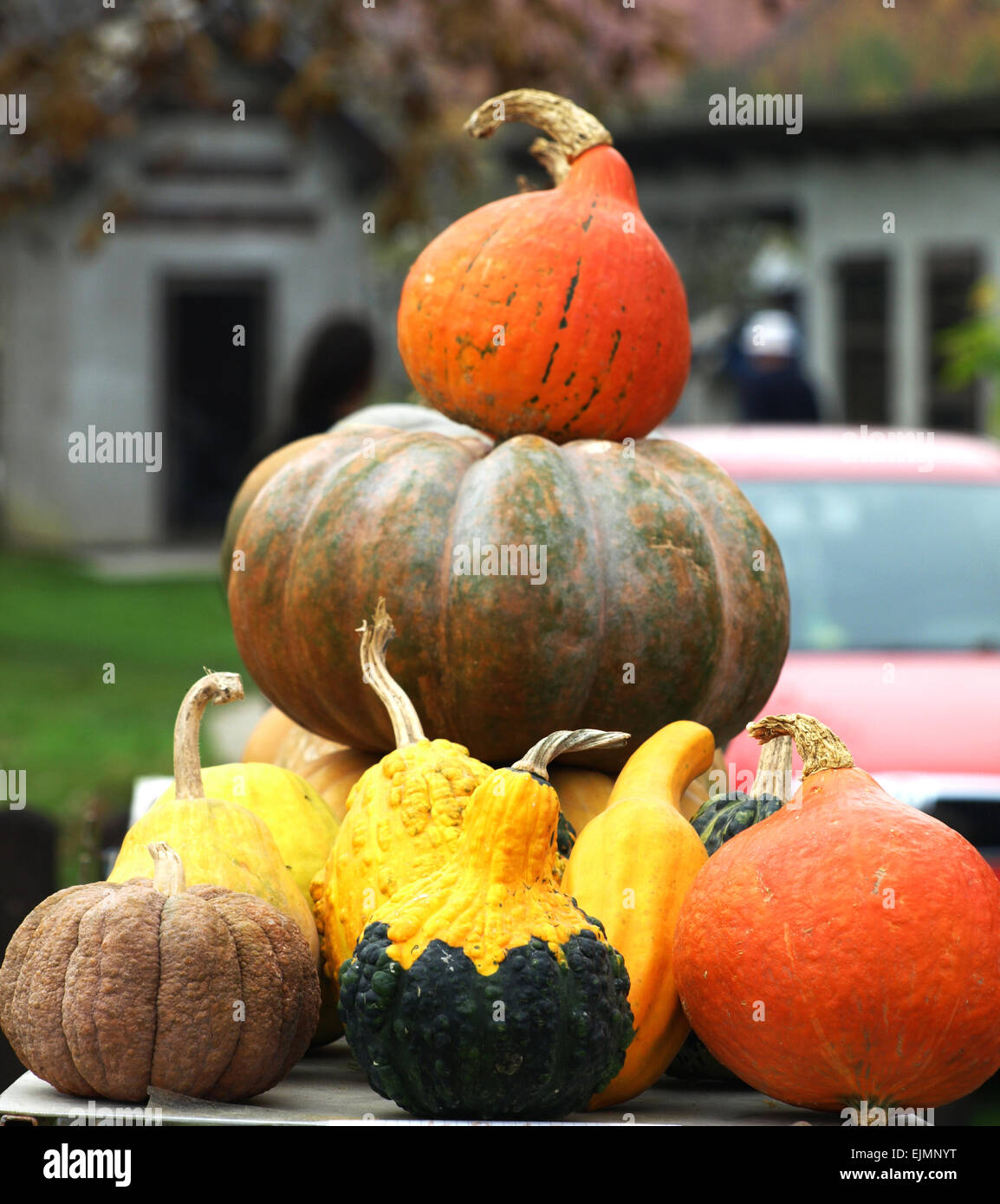 Beautiful colorful splendor of autumn pumpkins shown Stock Photo - Alamy