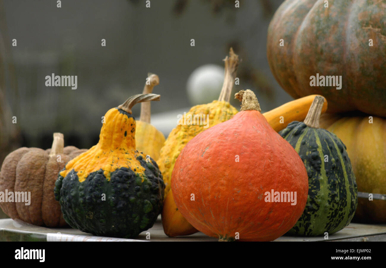 Beautiful colorful splendor of autumn pumpkins shown Stock Photo - Alamy