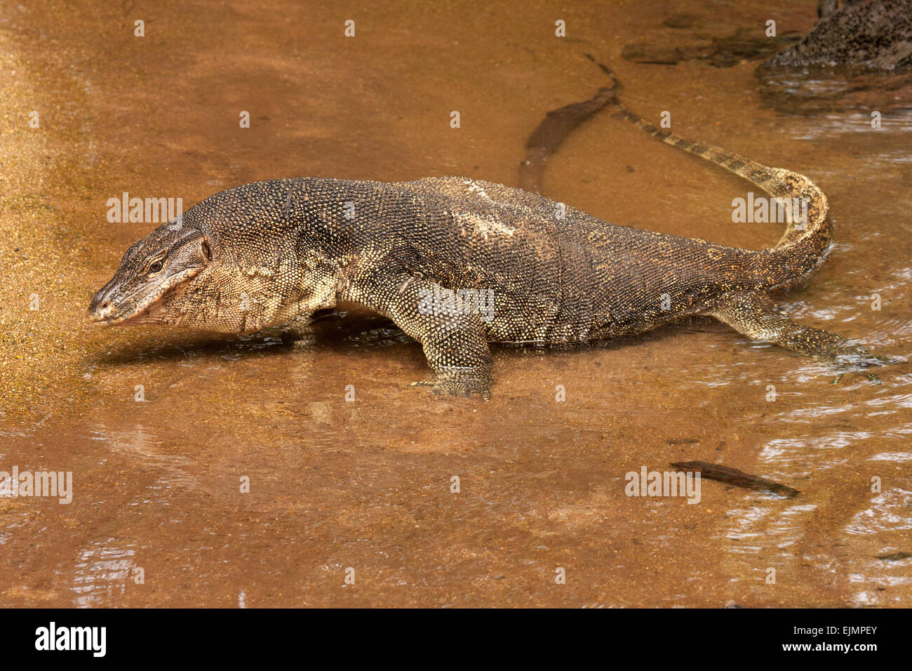 Big monitor lizard in the river.Tioman ilsland.He is a very big and ...