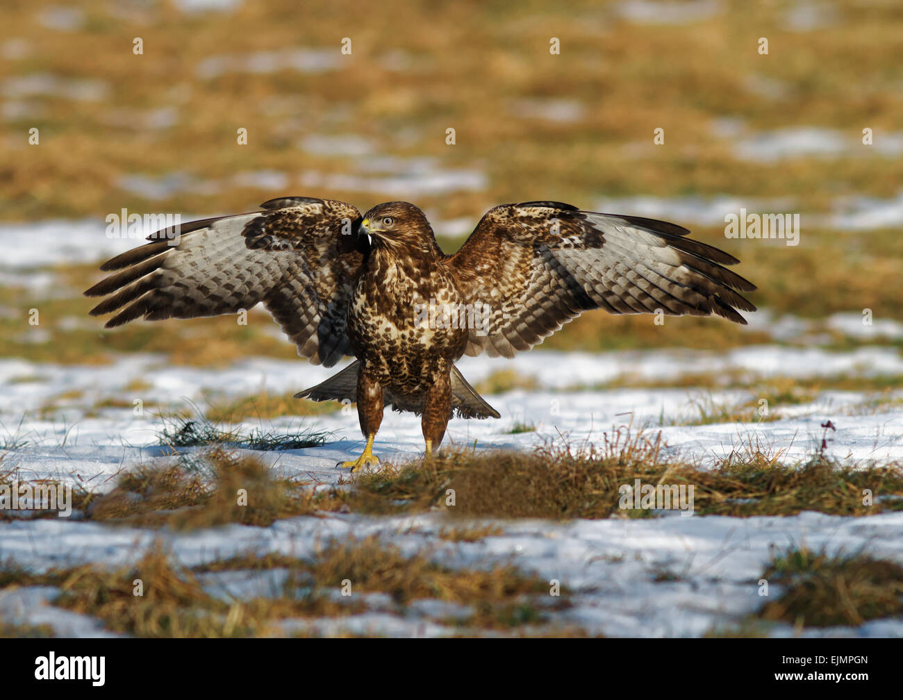 Buzzard With Wings Spread High Resolution Stock Photography and Images ...