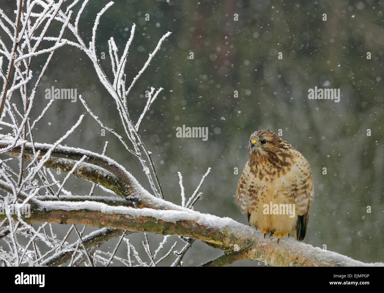 Buzzard hunting poland hi-res stock photography and images - Alamy