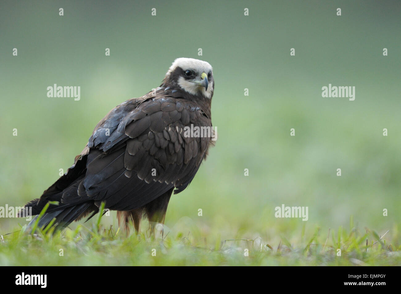 Female marsh harrier hi-res stock photography and images - Alamy