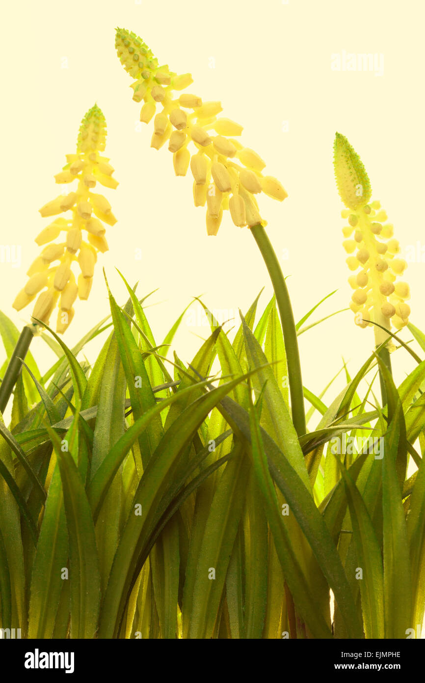 Nature spring or summer background Stock Photo - Alamy