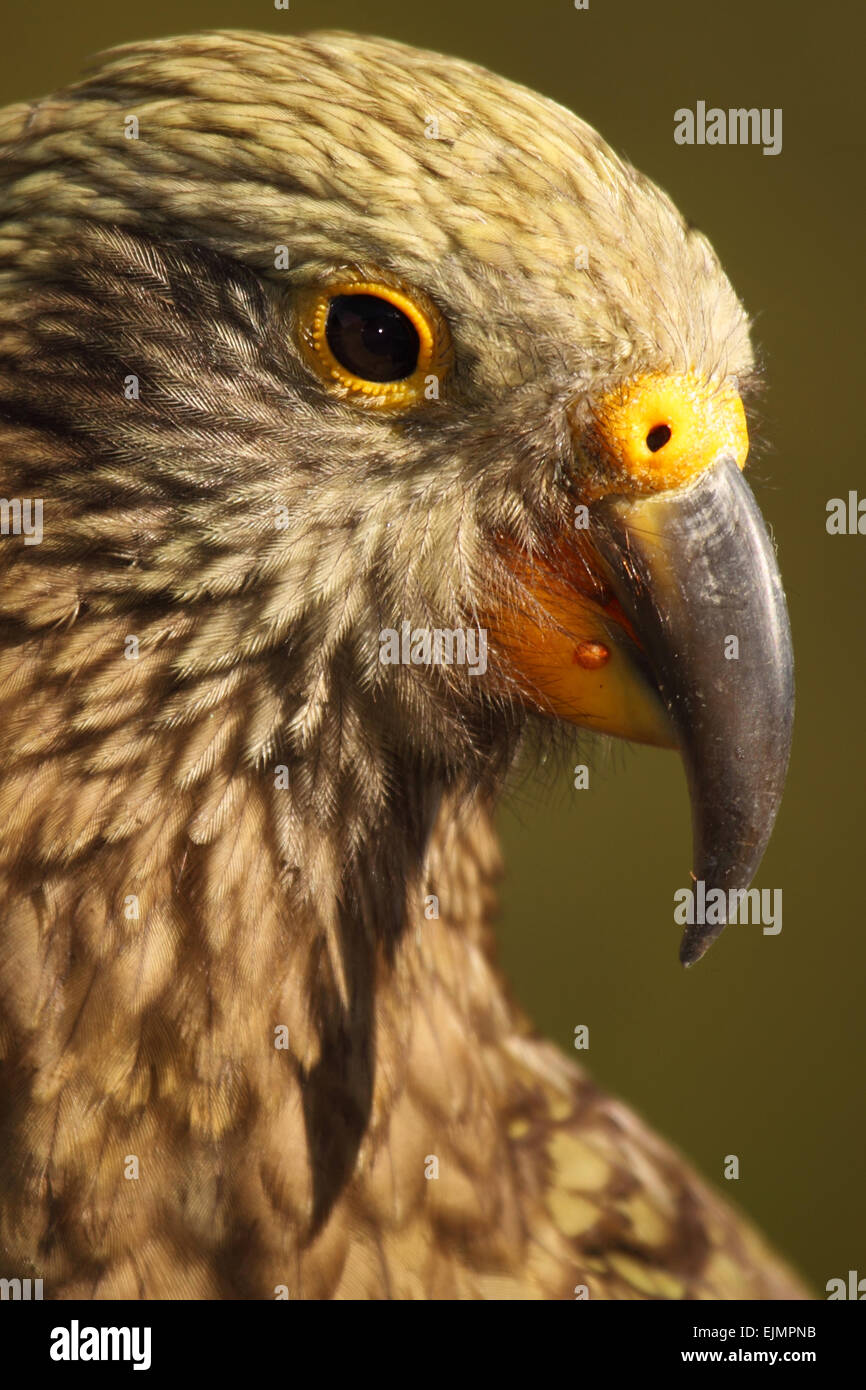 A long portrait of a Kea Stock Photo - Alamy
