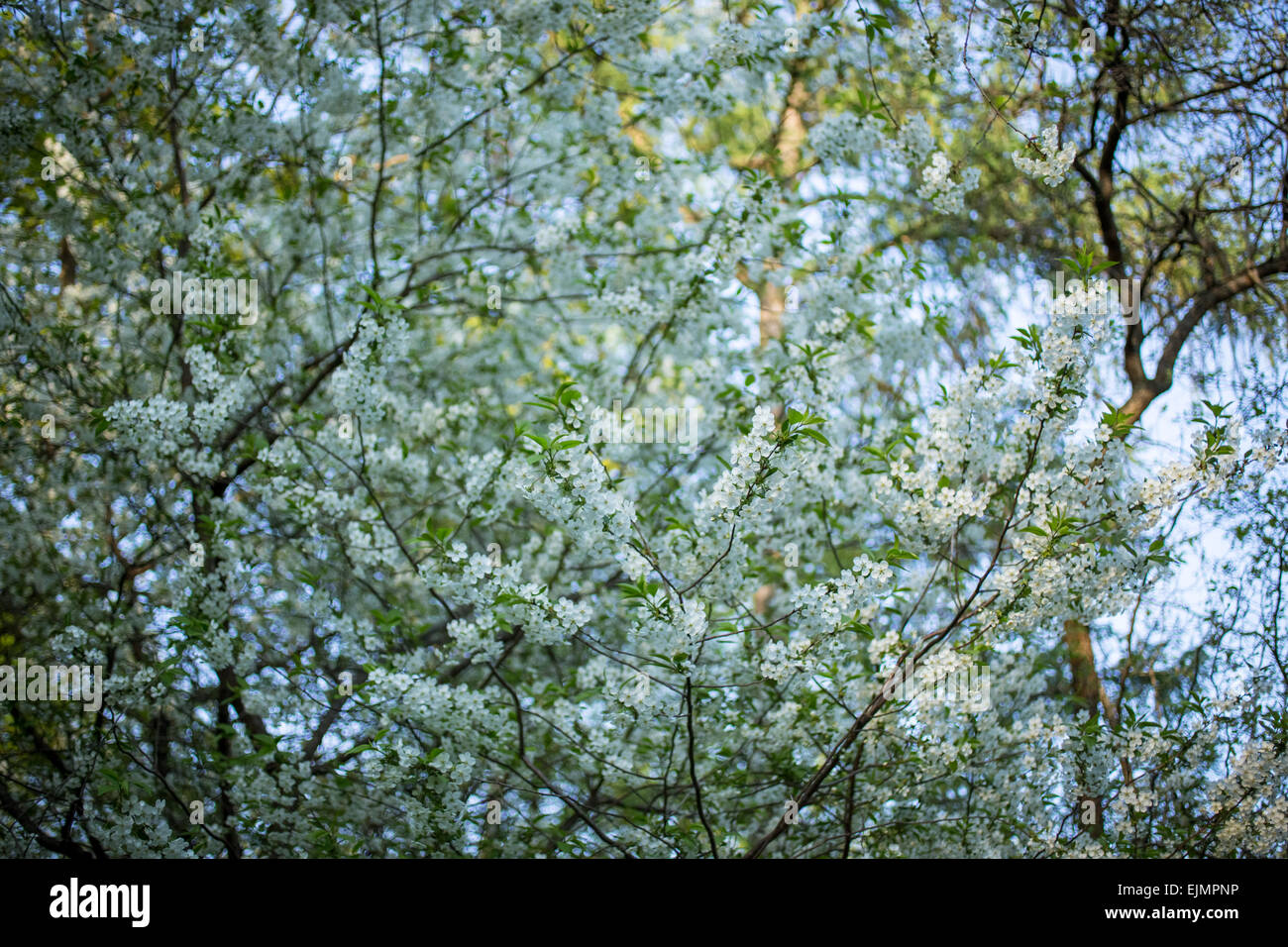 White tree flowers in spring Stock Photo - Alamy